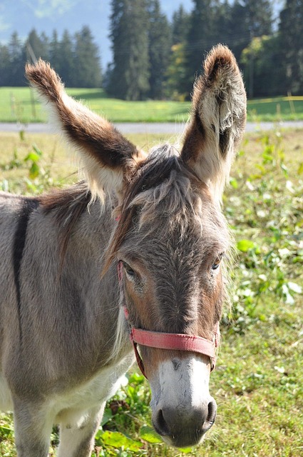 Domestic Animal Donkey - Free photo on Pixabay
