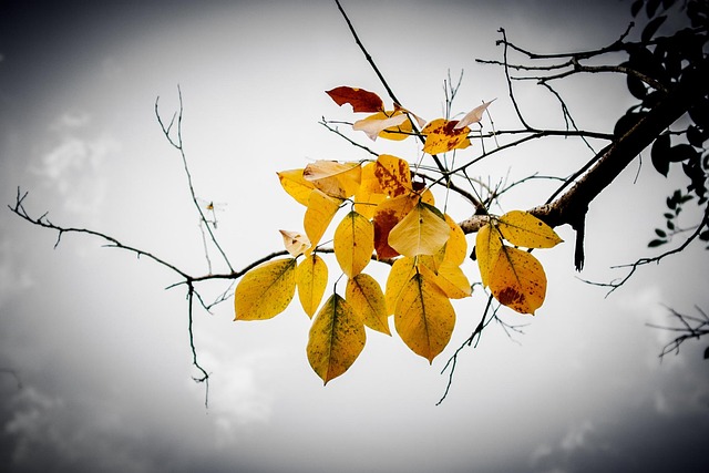 Frunze Filiala Cer - Fotografie gratuită pe Pixabay - Pixabay