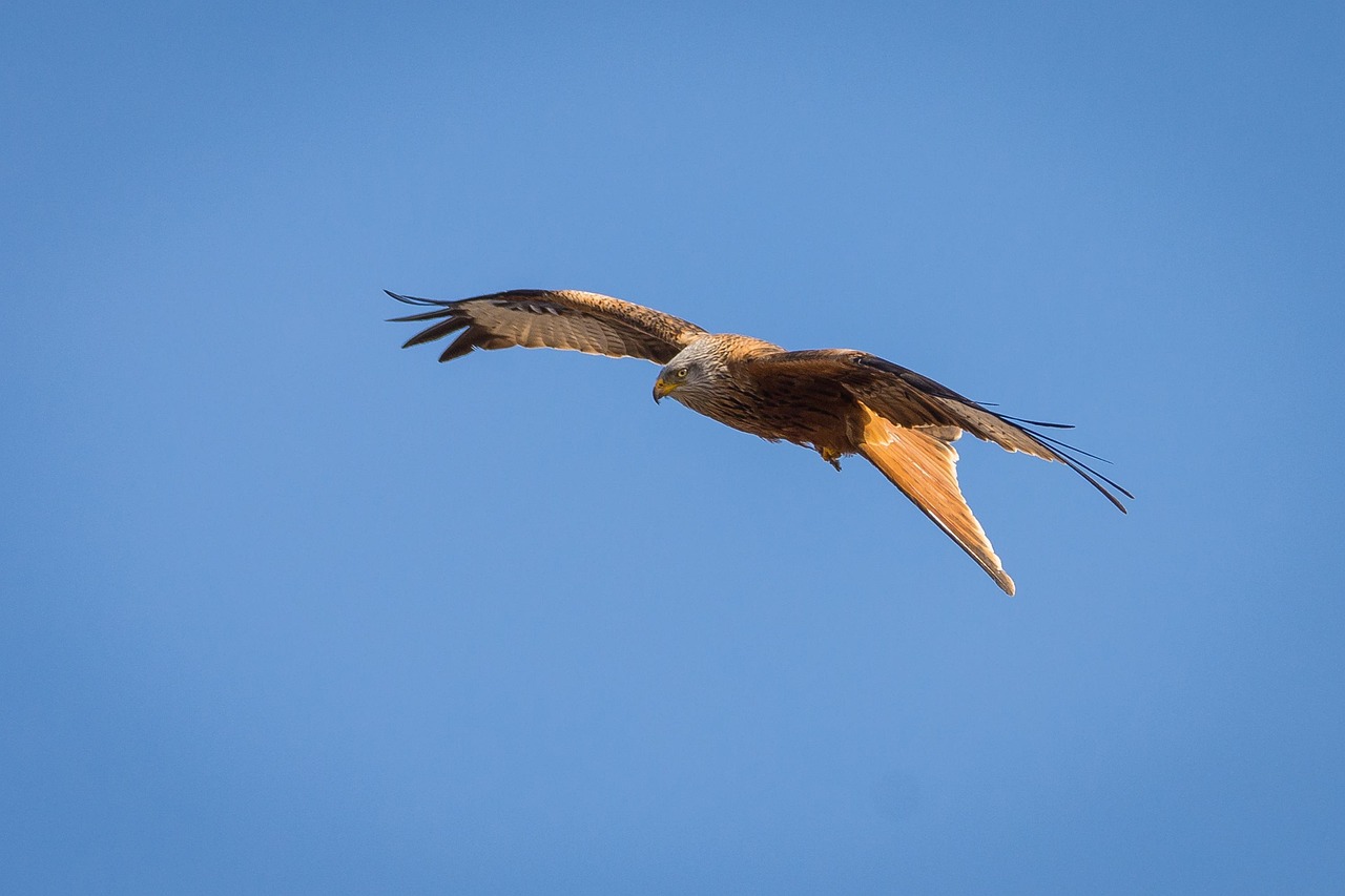 Milan Bird Of Prey - Free photo on Pixabay