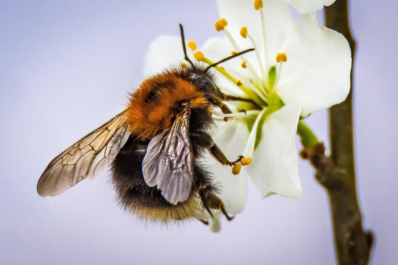 Blüte Hummel Bestäubung - Kostenloses Foto auf Pixabay - Pixabay