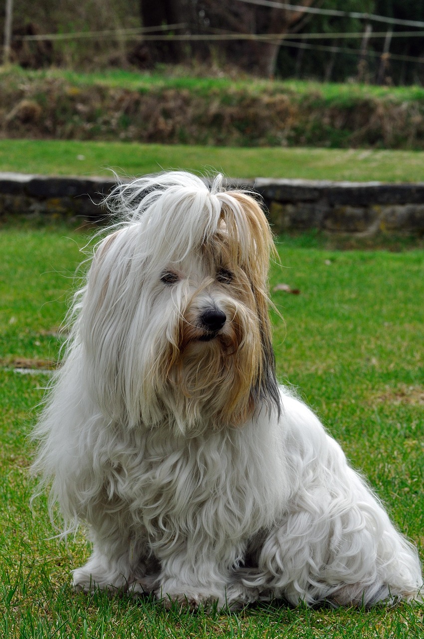 Animal Dog Coton De Tulear - Free photo on Pixabay - Pixabay