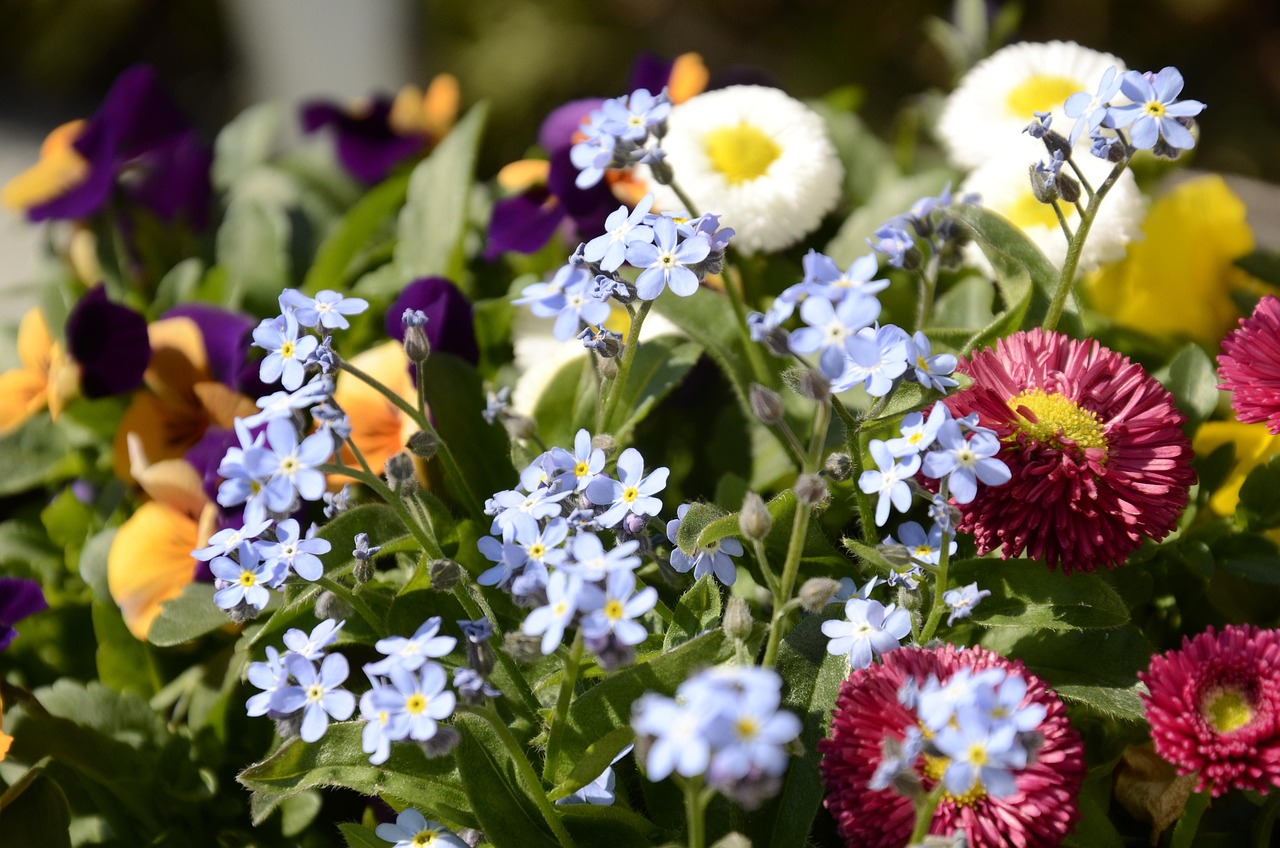 Fleurs Bellis Ne Me N'Oubliez Pas - Photo gratuite sur Pixabay - Pixabay