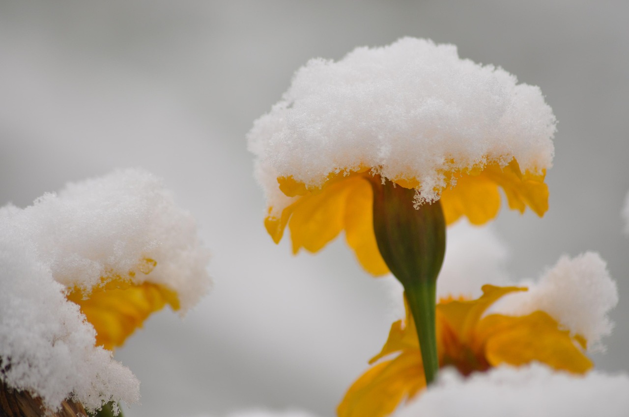 Blumen Schnee Sommer - Kostenloses Foto auf Pixabay