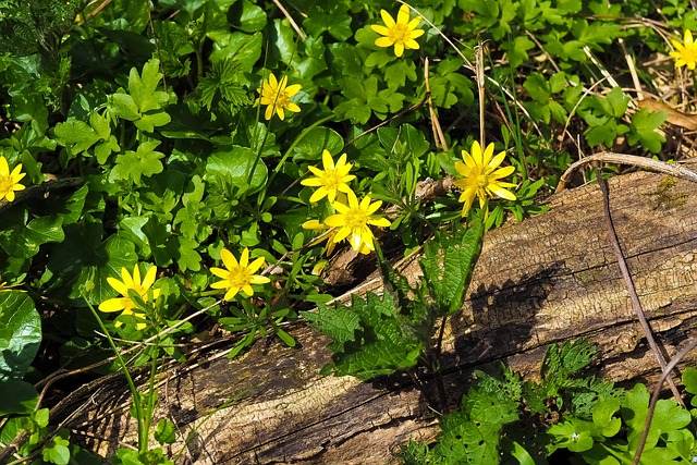 Margarite Fleur Fleurs - Photo gratuite sur Pixabay - Pixabay