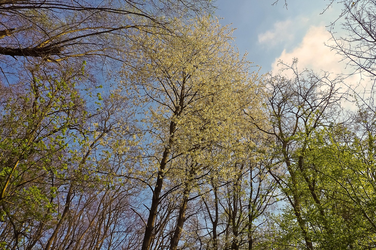 Des Arbres Forêt La Nature - Photo gratuite sur Pixabay - Pixabay