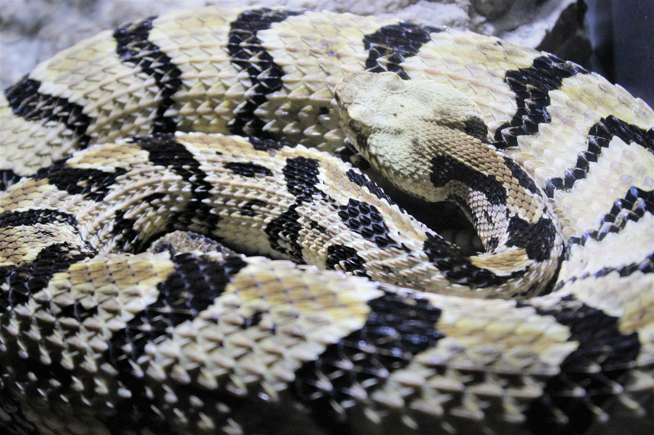Serpientes Animales Serpiente Gris - Foto gratis en Pixabay - Pixabay