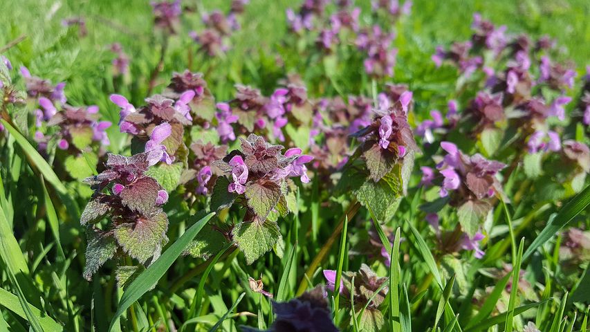 10+ Free Lamium Purpureum & Purple Deadnettle Images - Pixabay
