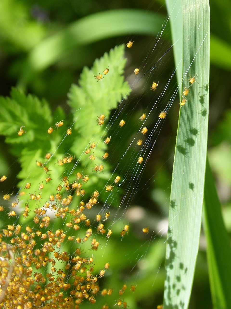 30+ Free Spider Nest & Nest Images - Pixabay