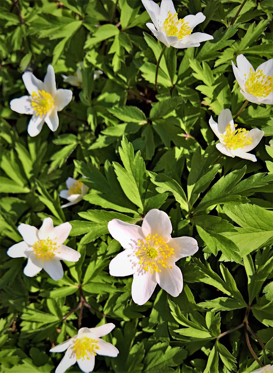 Forest Plant Wood Anemones Anemone - Free photo on Pixabay - Pixabay
