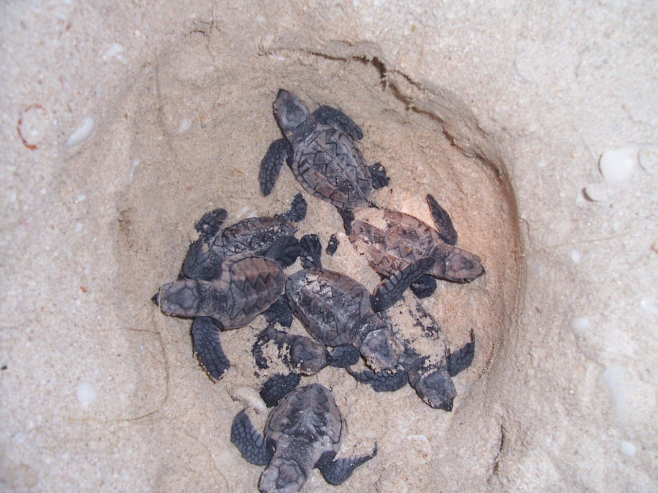 Tortugas Nido - Foto gratis en Pixabay