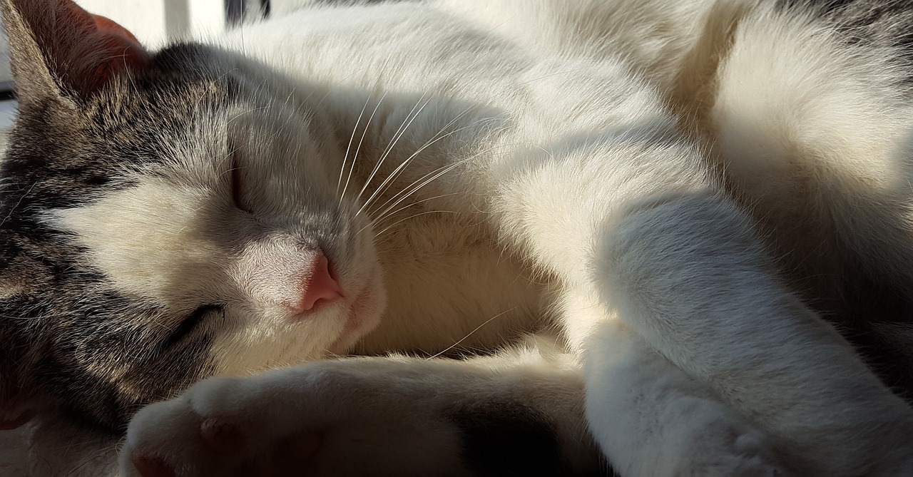 Cat Sleep Sun Free Photo On Pixabay Pixabay