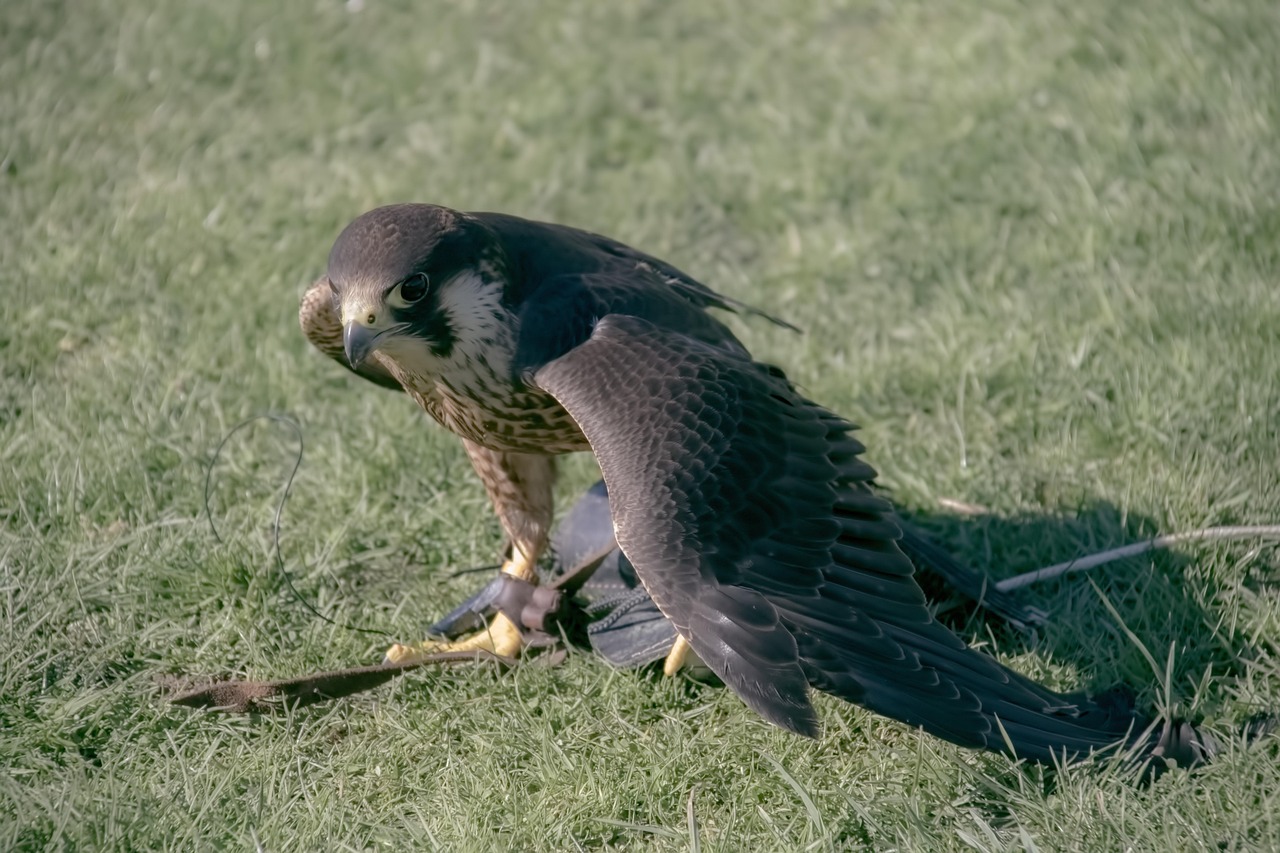 80+ Free Peregrine Falcon & Falcon Images - Pixabay