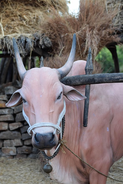 Animal Bull Ox - Free photo on Pixabay - Pixabay