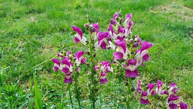 Snapdragon Flor Antirrhinum - Foto gratis en Pixabay - Pixabay