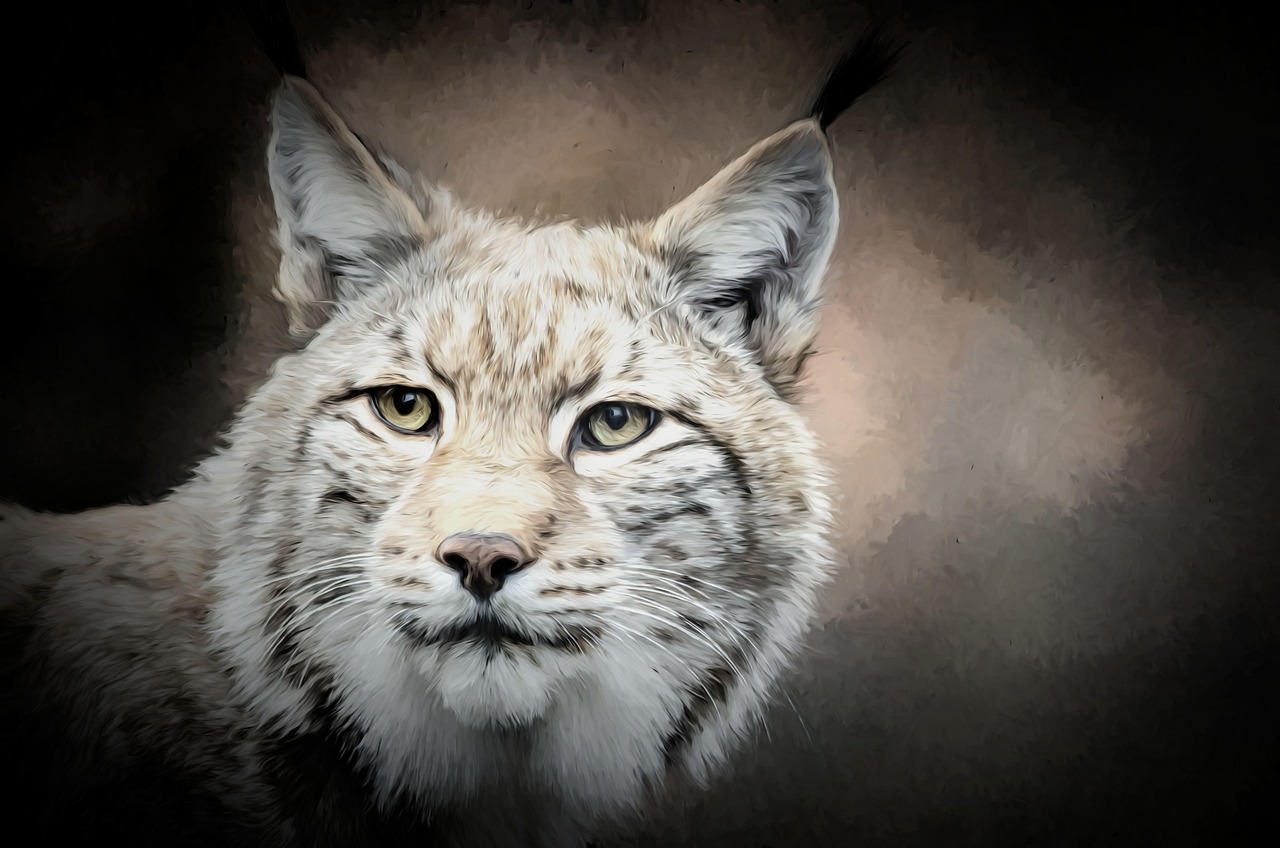 猞猁 野生动物 猫 - Pixabay上的免费照片 - Pixabay