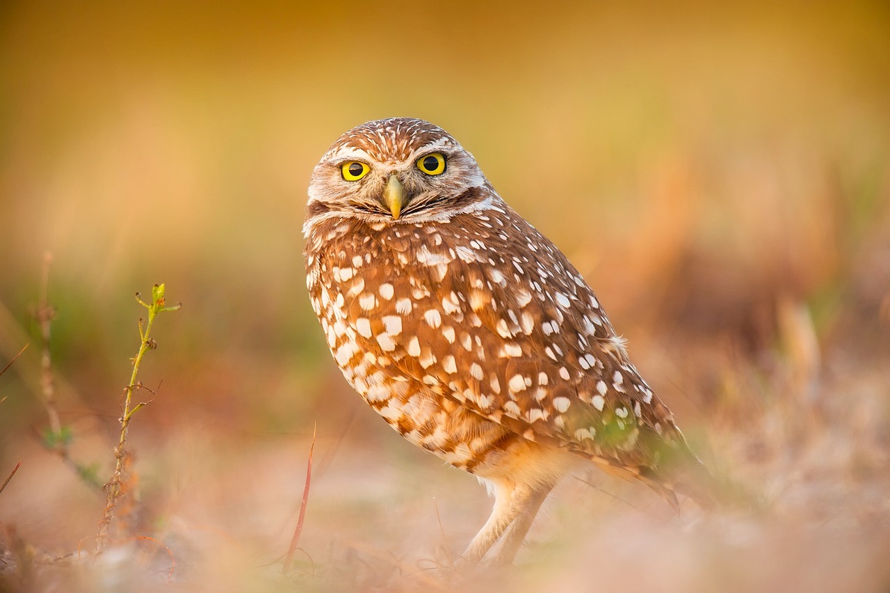 Owl Bird Wildlife - Free photo on Pixabay - Pixabay