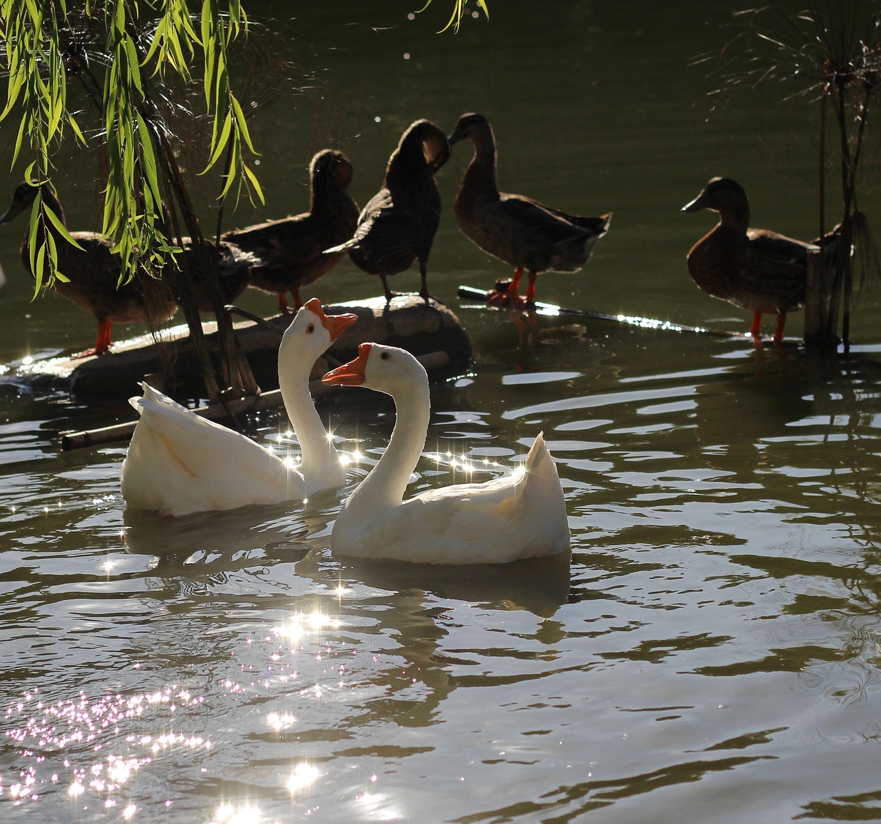 Cisne Pato - Foto gratis en Pixabay - Pixabay