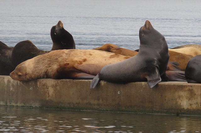 Sea Lion Marine Life Ocean - Free photo on Pixabay - Pixabay