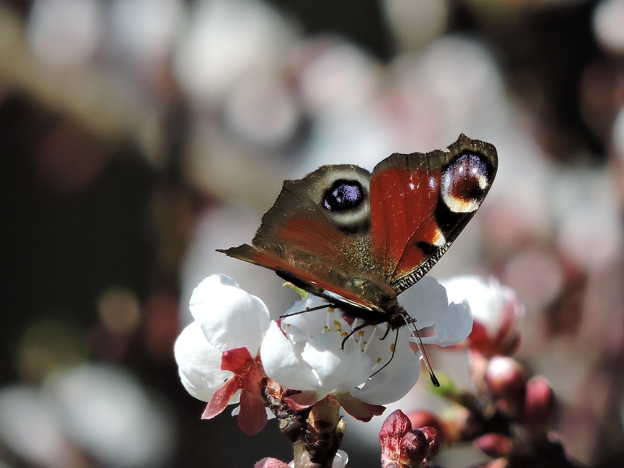 Peacock Eye Blossom Bloom - Free photo on Pixabay