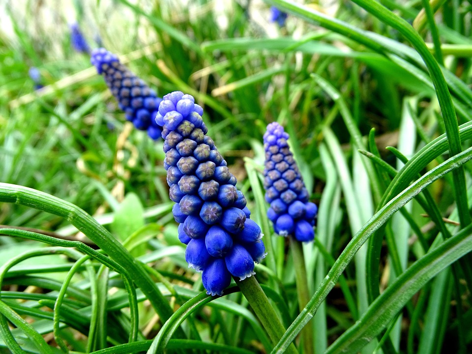 Jacinto De Uva Flor Primavera - Foto gratis en Pixabay - Pixabay