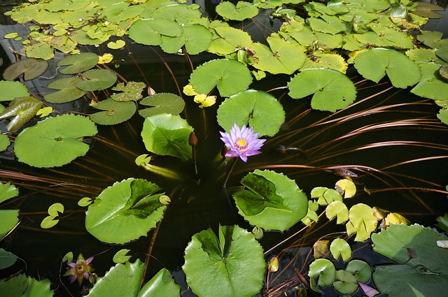40,000 + 무료 Sri Lanka Blue Water Lily & 자연 이미지 - Pixabay