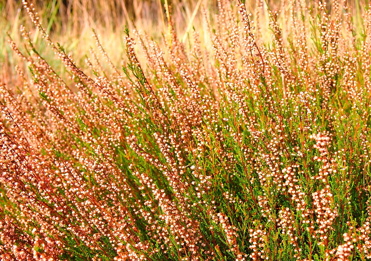 Heather Sunlight - Free photo on Pixabay