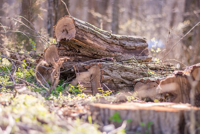 Bosque Troncos De Árboles - Foto gratis en Pixabay - Pixabay