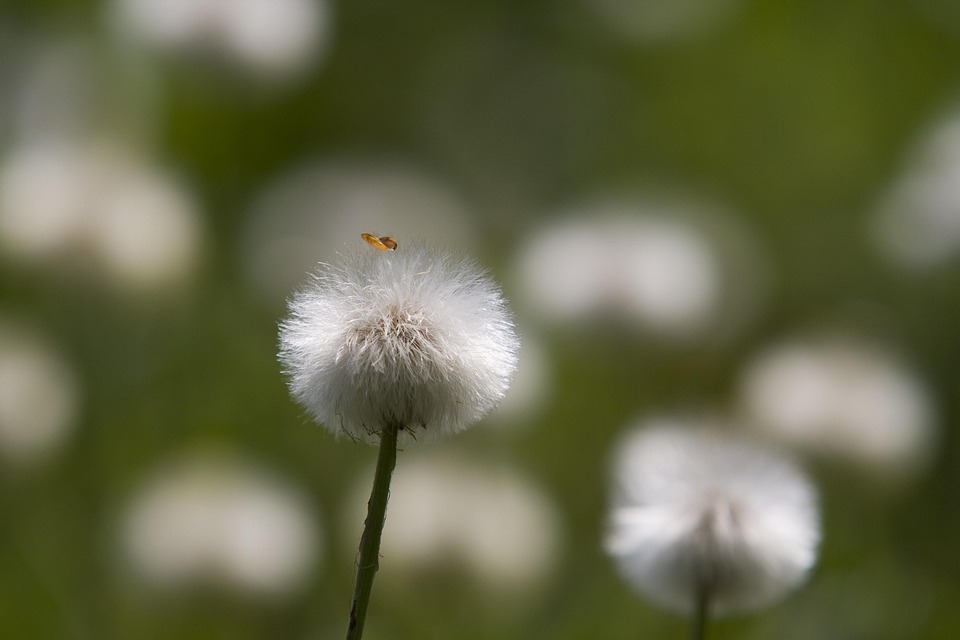 Coltsfoot Faded Nature - Free photo on Pixabay