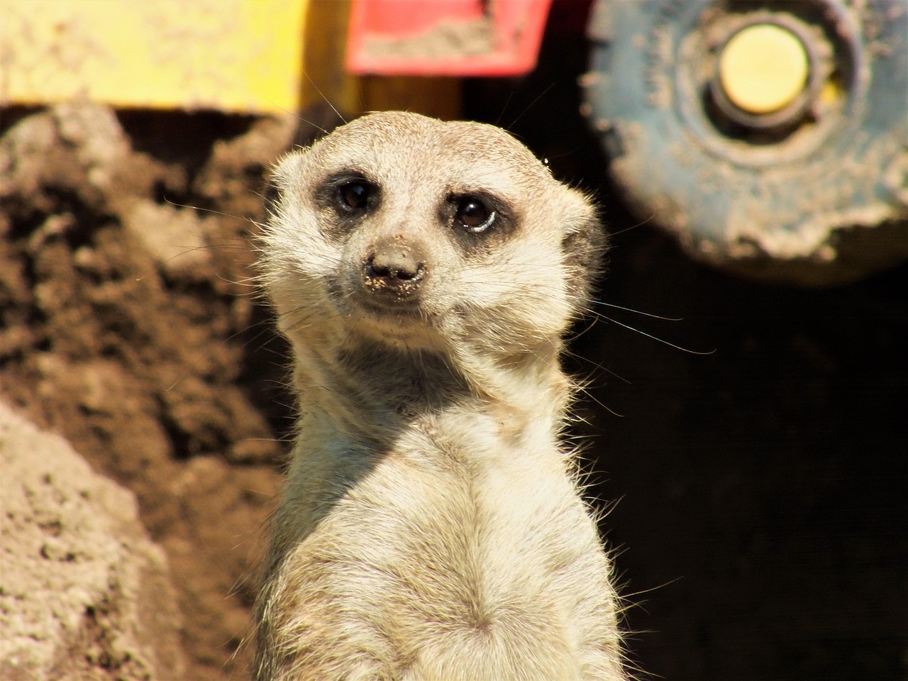 Animal Suricate Sauvage - Photo gratuite sur Pixabay - Pixabay