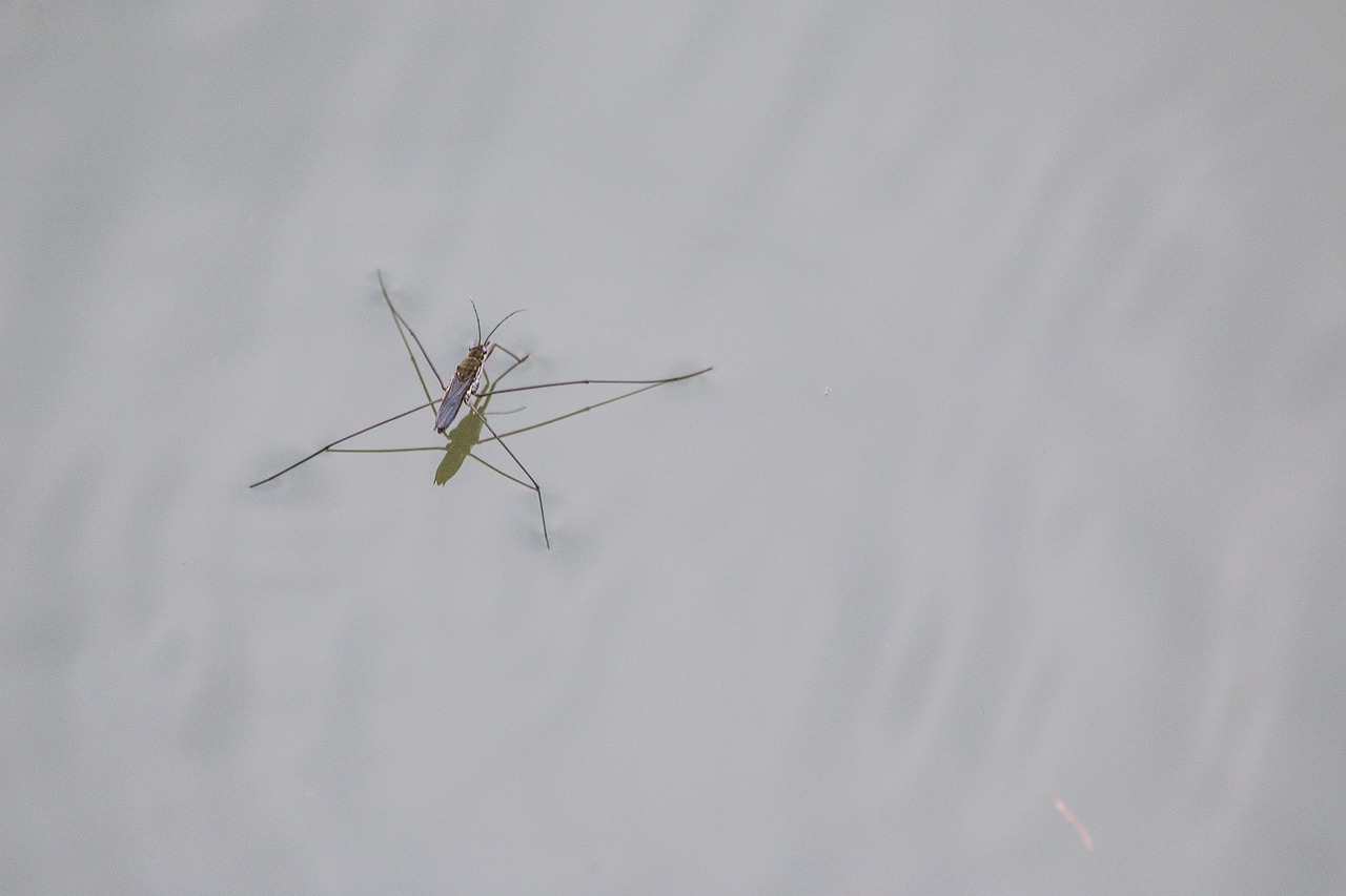 Water Strider Life Cycle