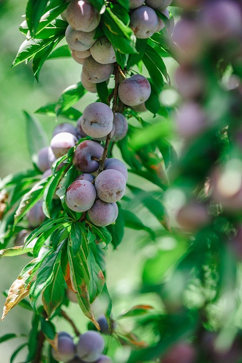 Pearl Lee Plum Guangxi - Free photo on Pixabay - Pixabay