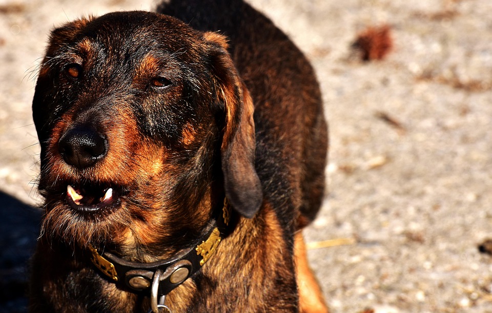Perro Salchicha De Pelo Duro - Foto gratis en Pixabay