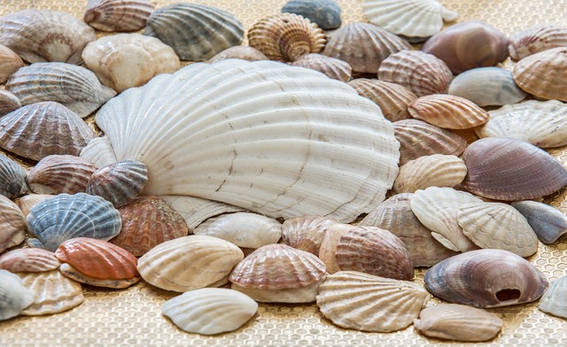 Muscheln Meer Meeresmuschel - Kostenloses Foto auf Pixabay - Pixabay
