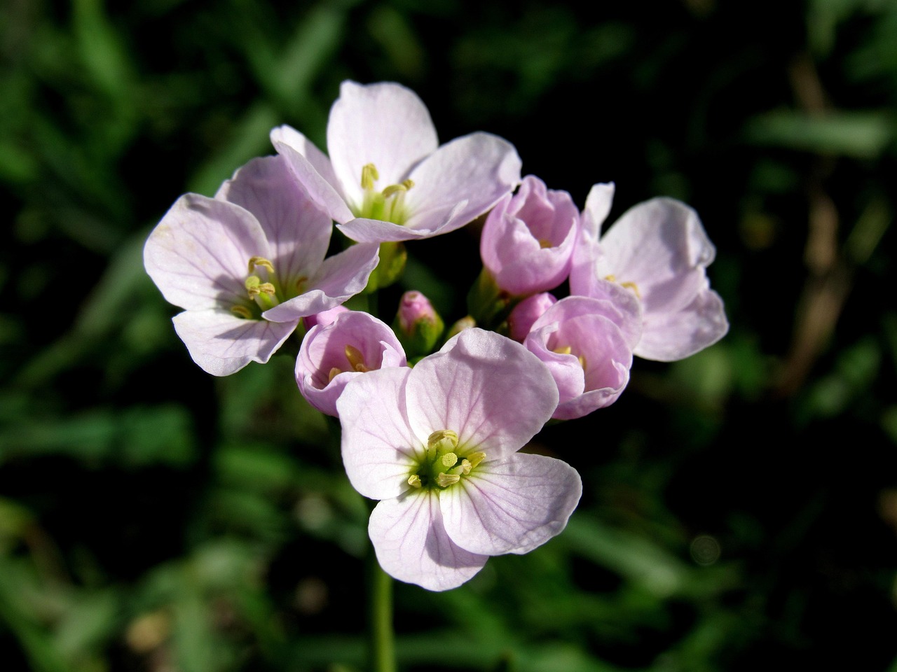 Escoria Hierba Salvaje Una Flor De - Foto gratis en Pixabay - Pixabay