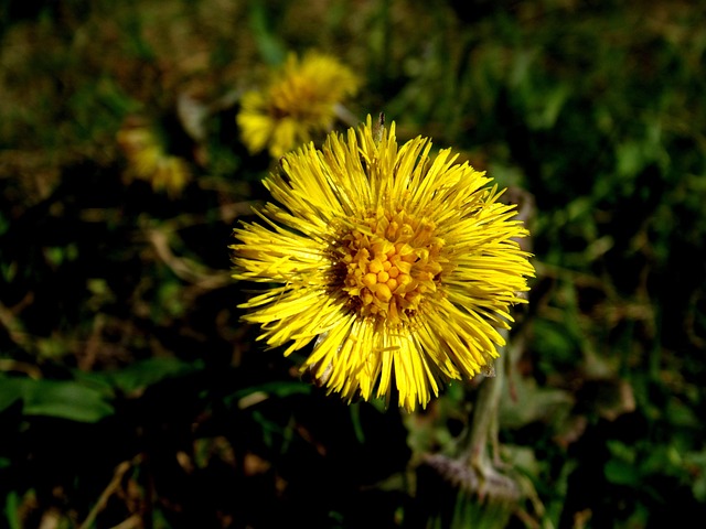 Tussilage Plante Médicinale - Photo gratuite sur Pixabay - Pixabay