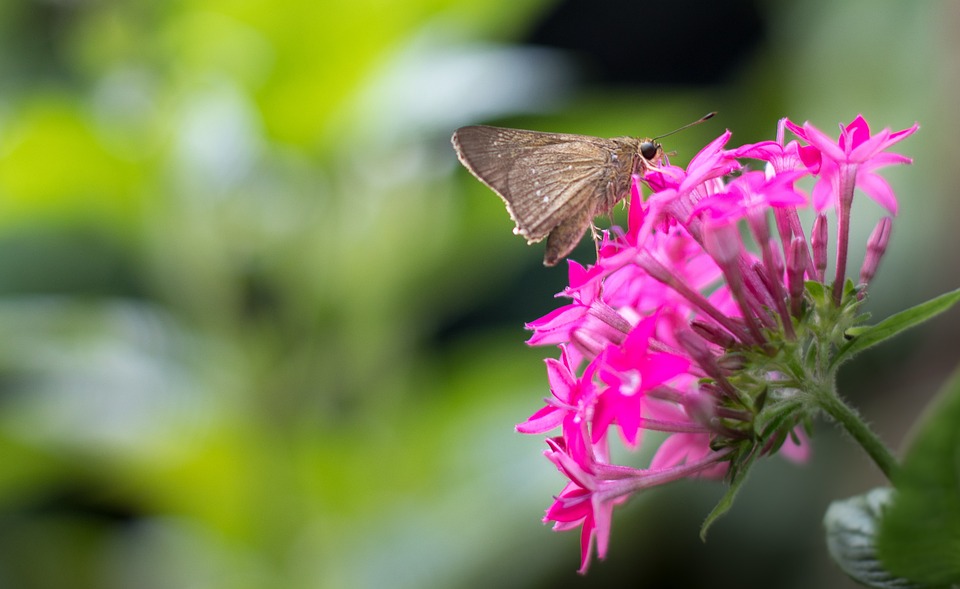Butterfly Moth Buds - Free photo on Pixabay