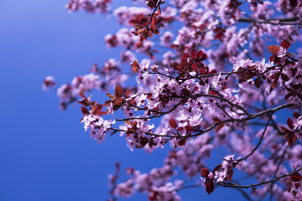 Japanilainen Kirsikka Kukkii - Ilmainen valokuva Pixabayssa - Pixabay