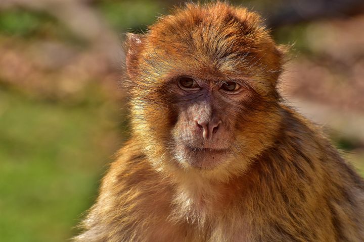100+ Free Barbary Ape & Ape Images - Pixabay