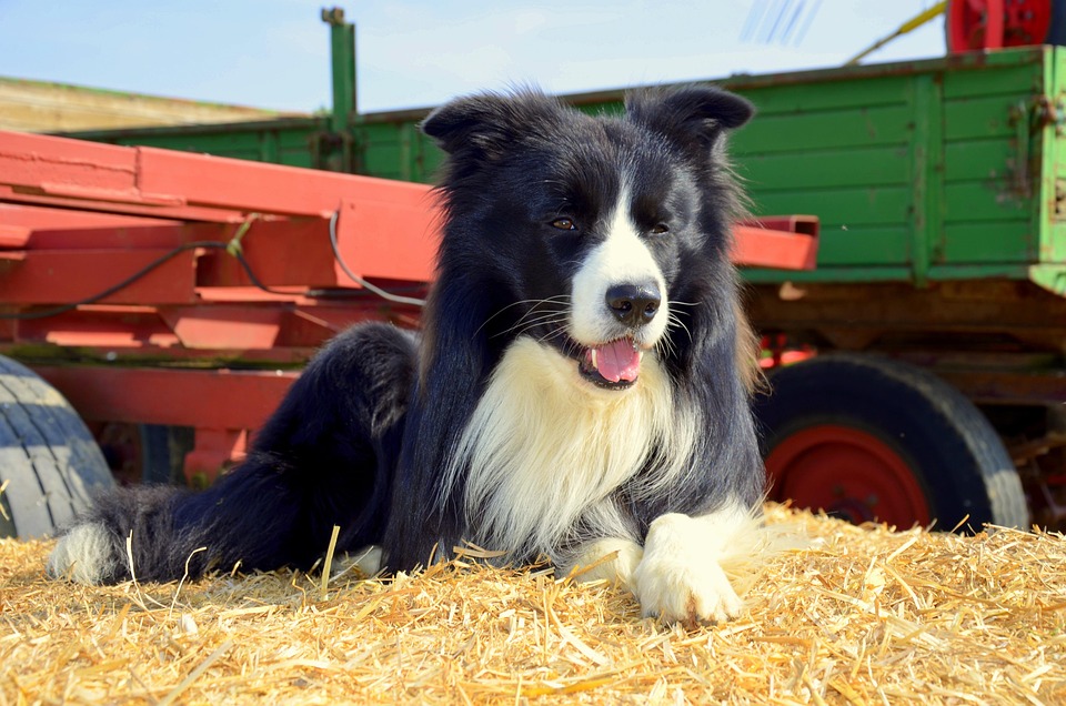 Boder牧羊犬 狗 牧羊犬 - Pixabay上的免费照片