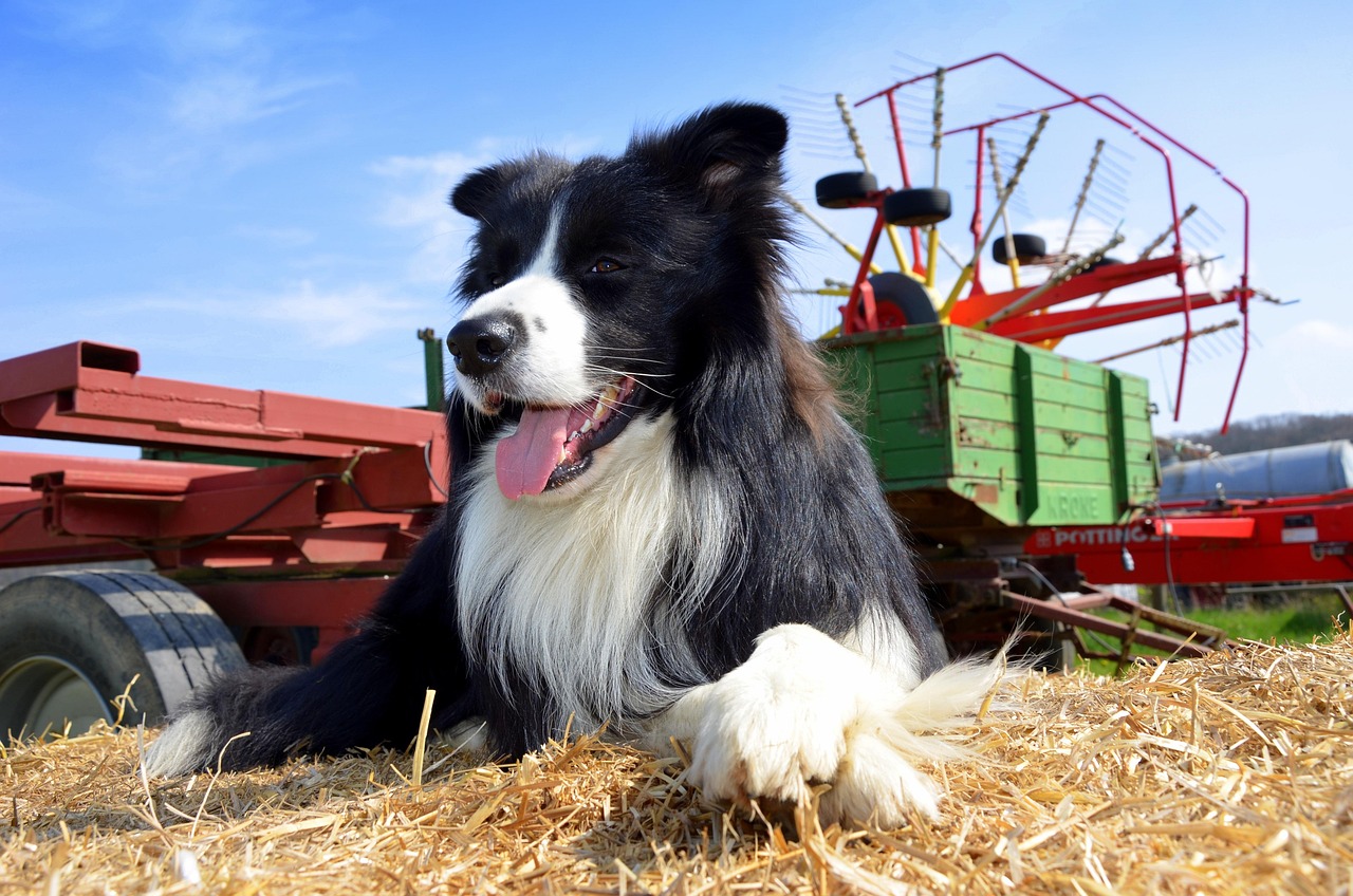 Boder Collie Dog Herding - Free photo on Pixabay - Pixabay
