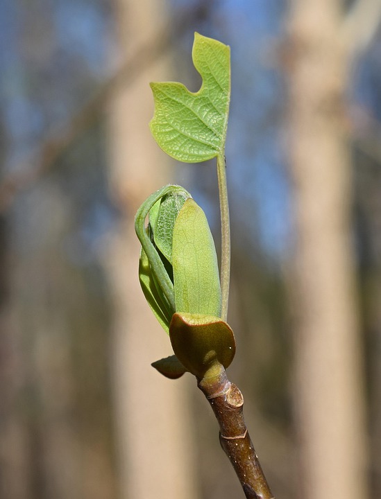 Tulip Pohon Poplar - Foto gratis di Pixabay - Pixabay