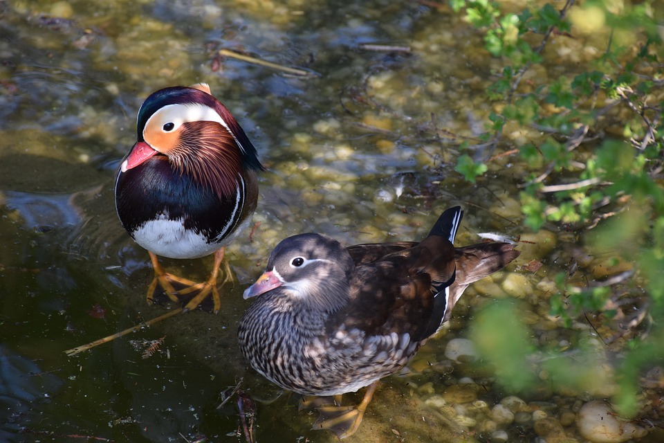 Patos Mandarines En Parejas - Foto gratis en Pixabay - Pixabay