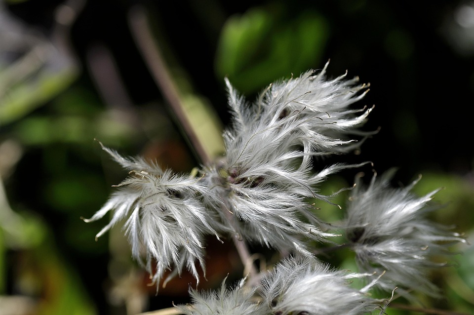 Plante Filigrane La Nature - Photo gratuite sur Pixabay - Pixabay