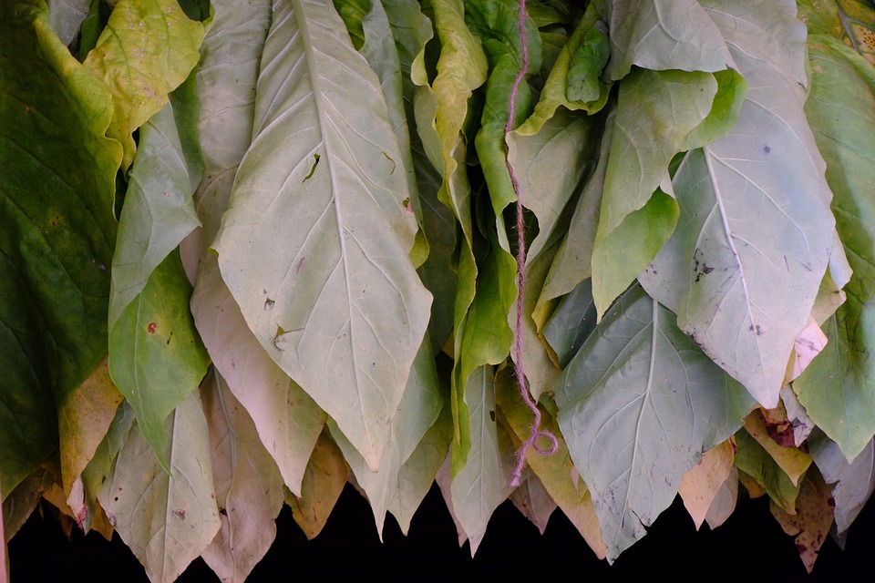 Tobacco Green - Free photo on Pixabay - Pixabay