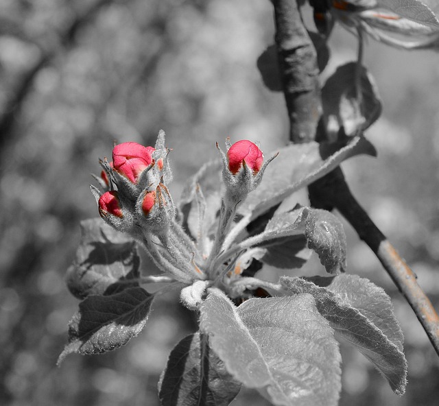 Fleur Bourgeon Rouge Le - Photo gratuite sur Pixabay - Pixabay
