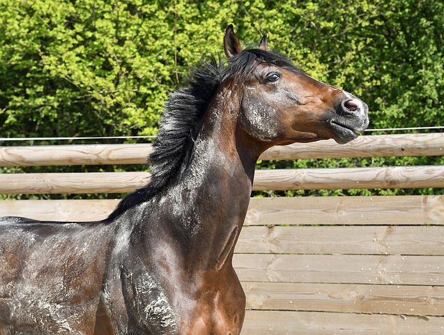 100+ Free Horse Profile & Horse Images - Pixabay