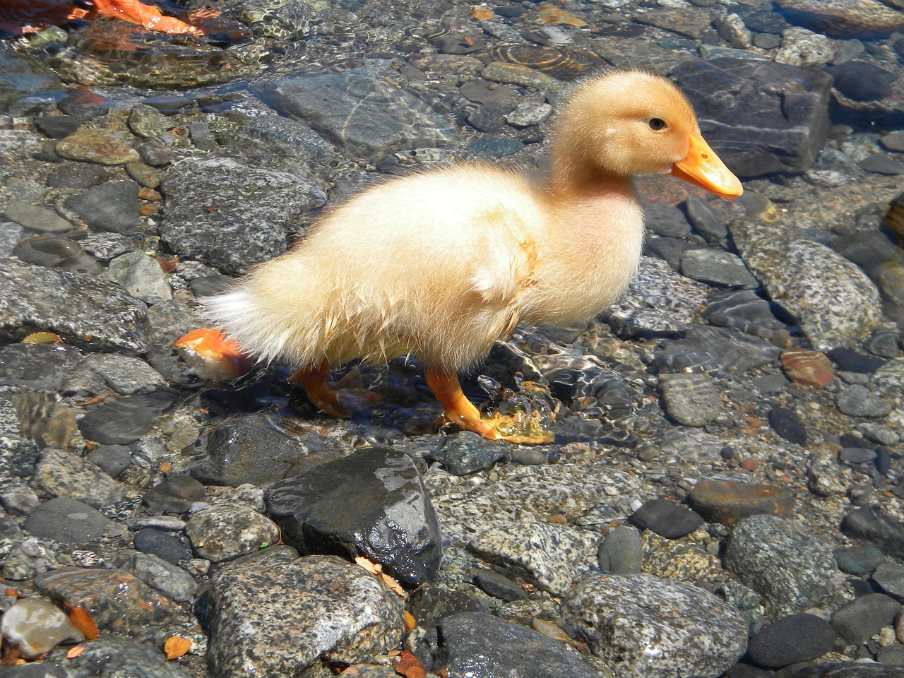 Duck Nature - Free photo on Pixabay