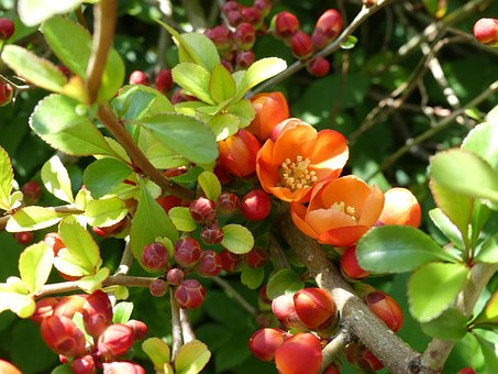 30+ Free Japanese Ornamental Quince & Ornamental Quince Photos - Pixabay