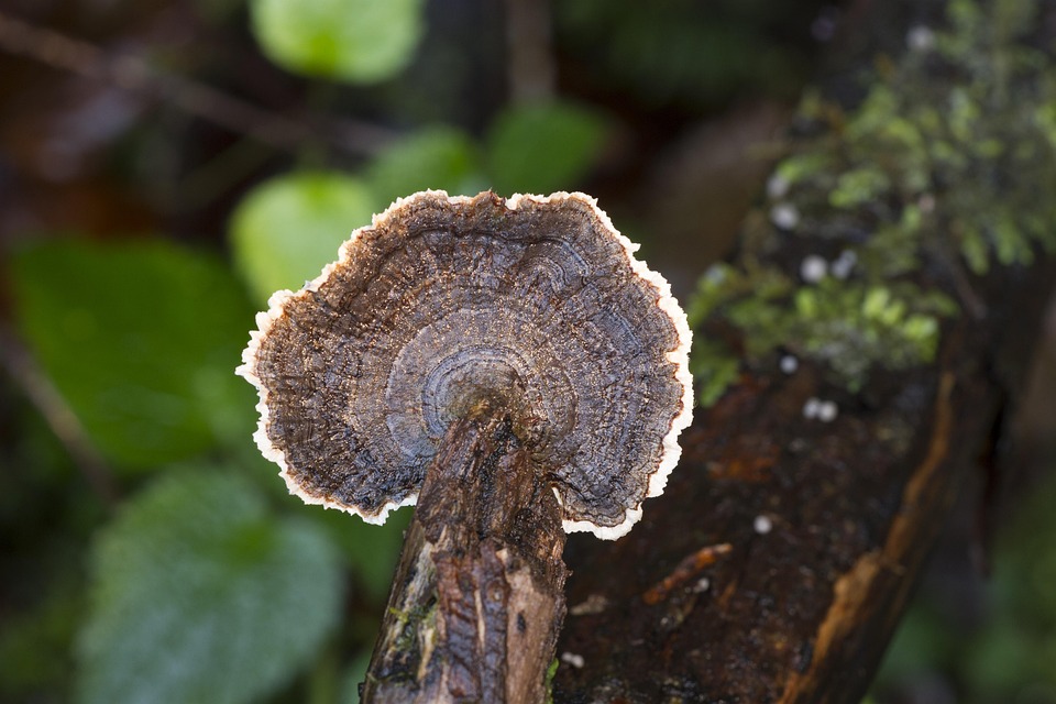 Pilz Wald - Kostenloses Foto auf Pixabay