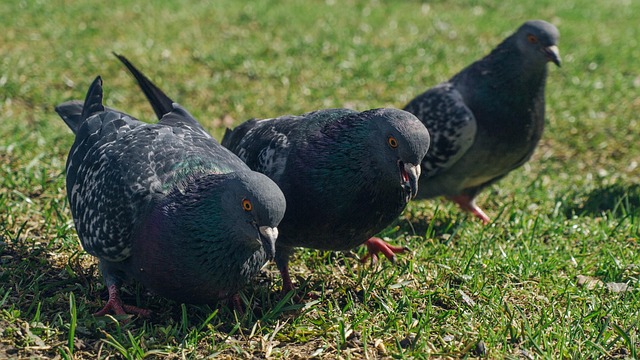 Palomas Tres Raza - Foto gratis en Pixabay - Pixabay